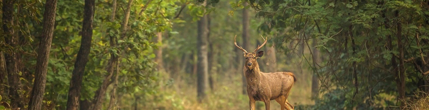 Fauna in Kanha National Park