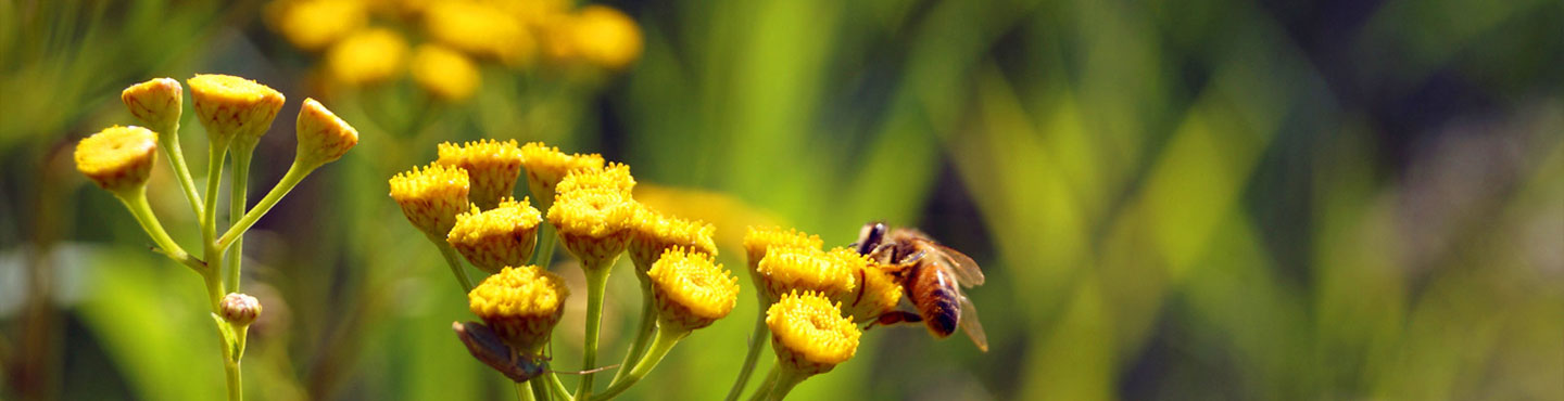 Flora in Kanha National Park
